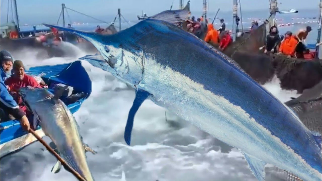 fishing big fish in the world! bluefin tuna fishing san diego! 7 Days ...