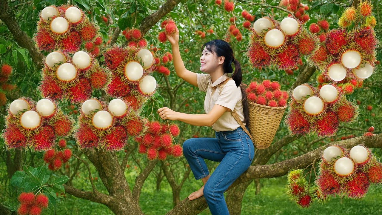 REWIND | Harvesting 10000+ Rambutan Fruits Go To Market Sell | First ...