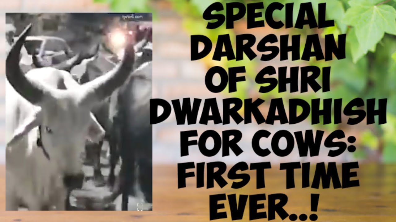 25 cows walked 450 kms to have Darshan of Dwarkadhish..! 🙏😊 # ...