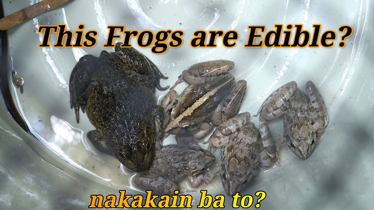 STRANGE Cooking Style | eating assorted native frogs | Nakakain Ba To ...