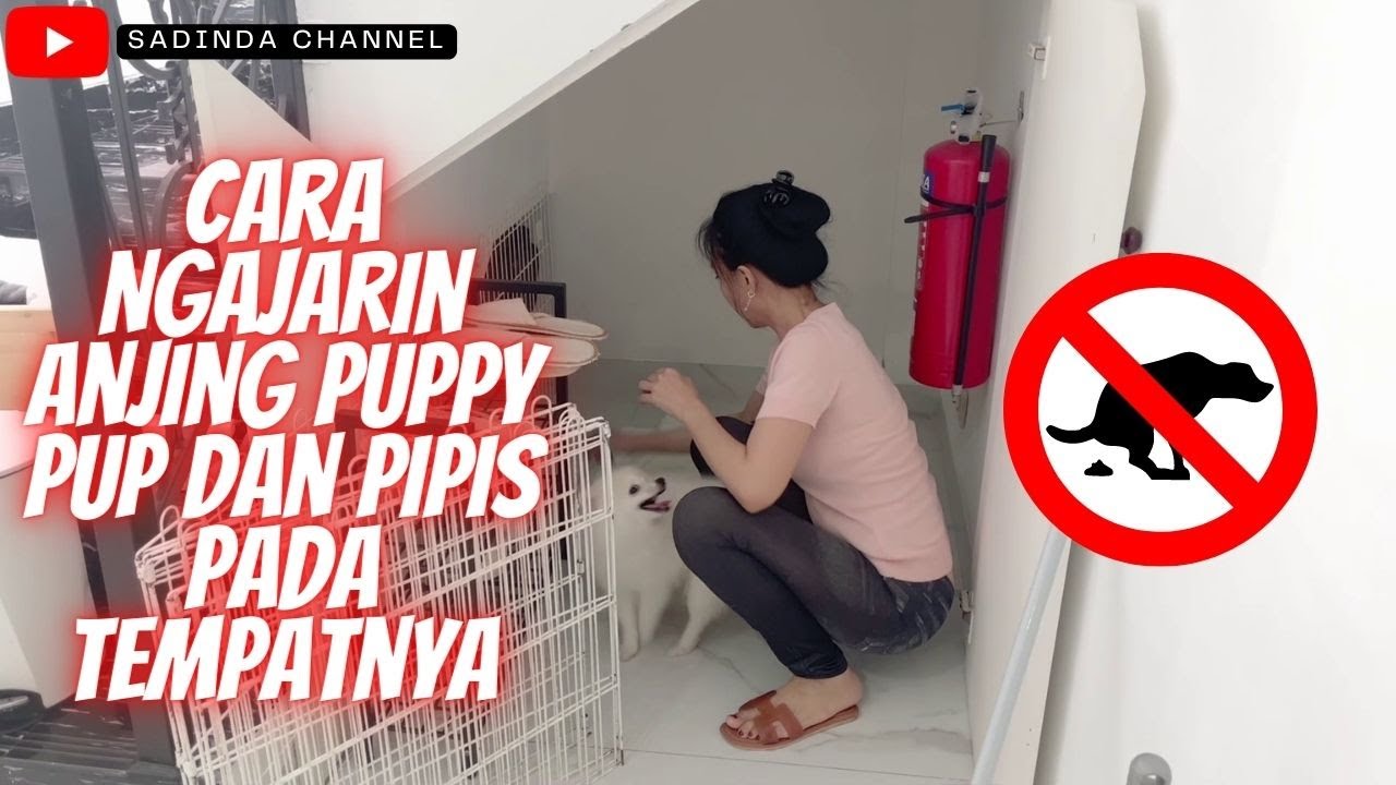 Cara Ngajarin Anjing Puppy Pup dan Pee di tempatnya. - YouTube