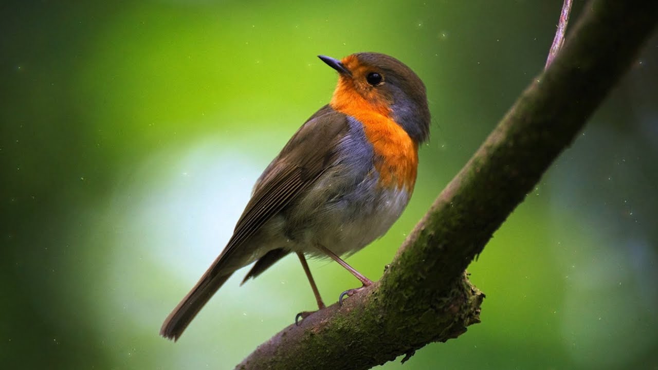 Peaceful Relaxing Instrumental Music, Meditation and Spa Music "Birds ...