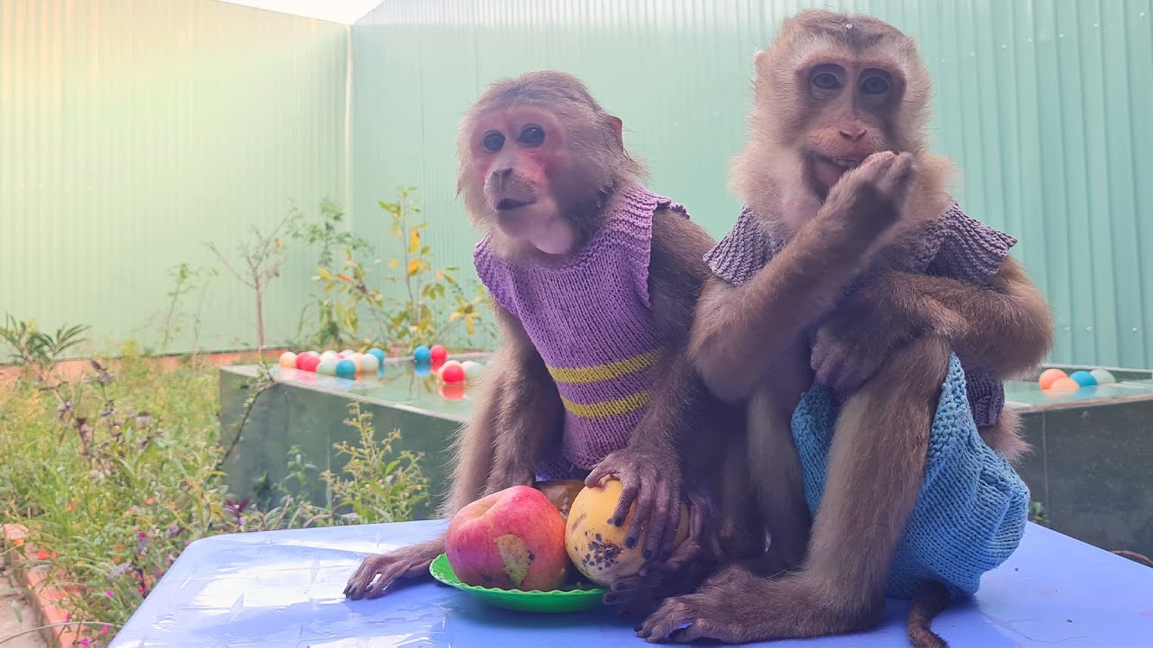 Monkey Sam & Asher eat delicious fruit today - YouTube
