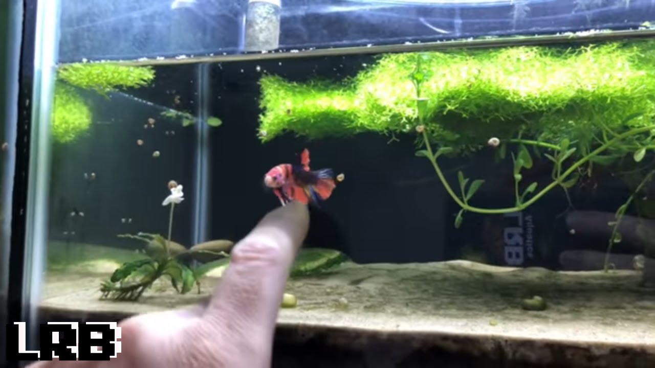 Rare 7 Color Nemo Bettas Get Their New Homes - YouTube