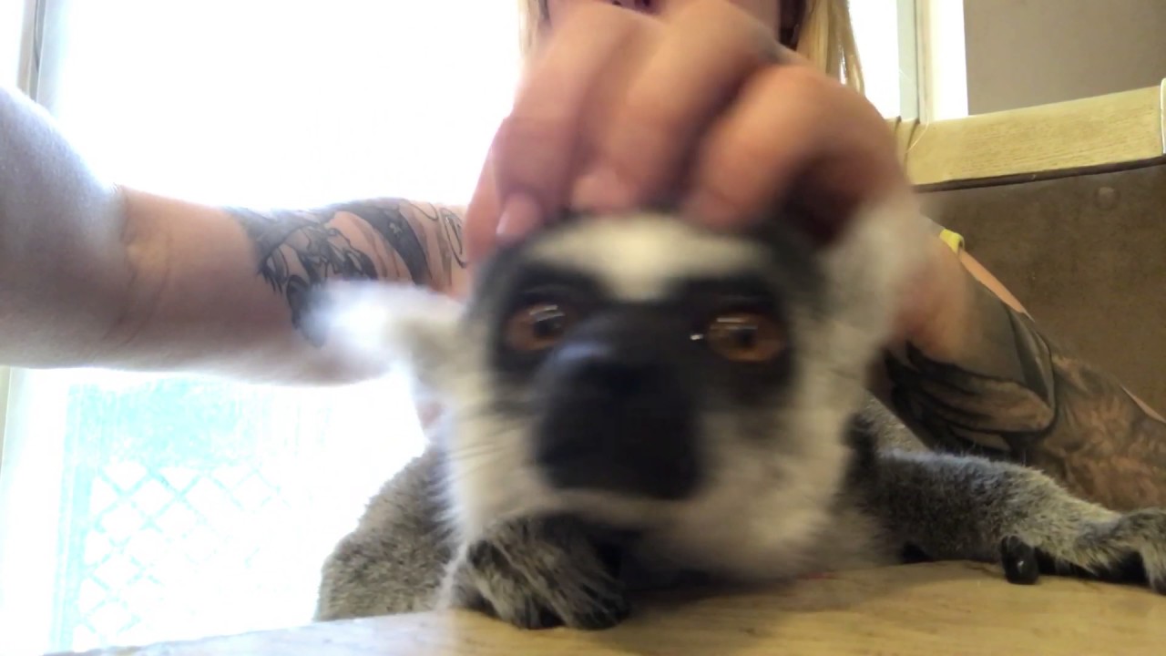 Rupert is our beautiful Ring Tailed lemur enjoying a nice head scratch ...