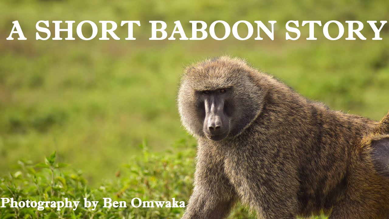 A Short Baboon Story | Lake Nakuru National Park - YouTube