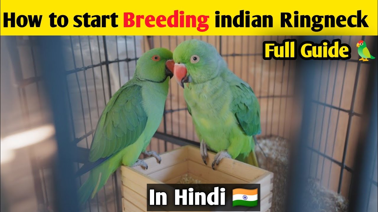 Indian Ringneck Parrot Breeding Tips 2025 Bonding & Setup Guide(तोते की ...