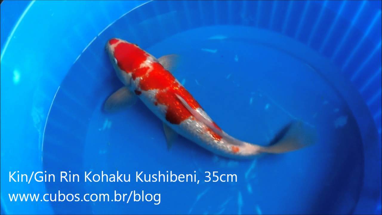 Kin/Gin Rin Kohaku Kushibeni, 35cm - YouTube
