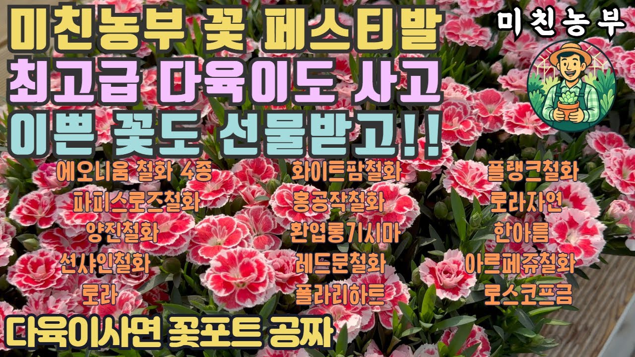 미친농부 다육이사고 가정의달 준비해보세요 다육이 사면 고급품종의 카네이션 선물로 드립니다 최고급 품종의 잘 관리된 차별화된
