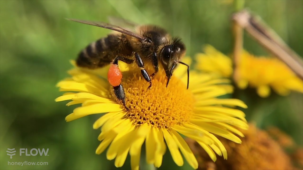 Bees in slow motion - shot on iPhone at 240fps - YouTube