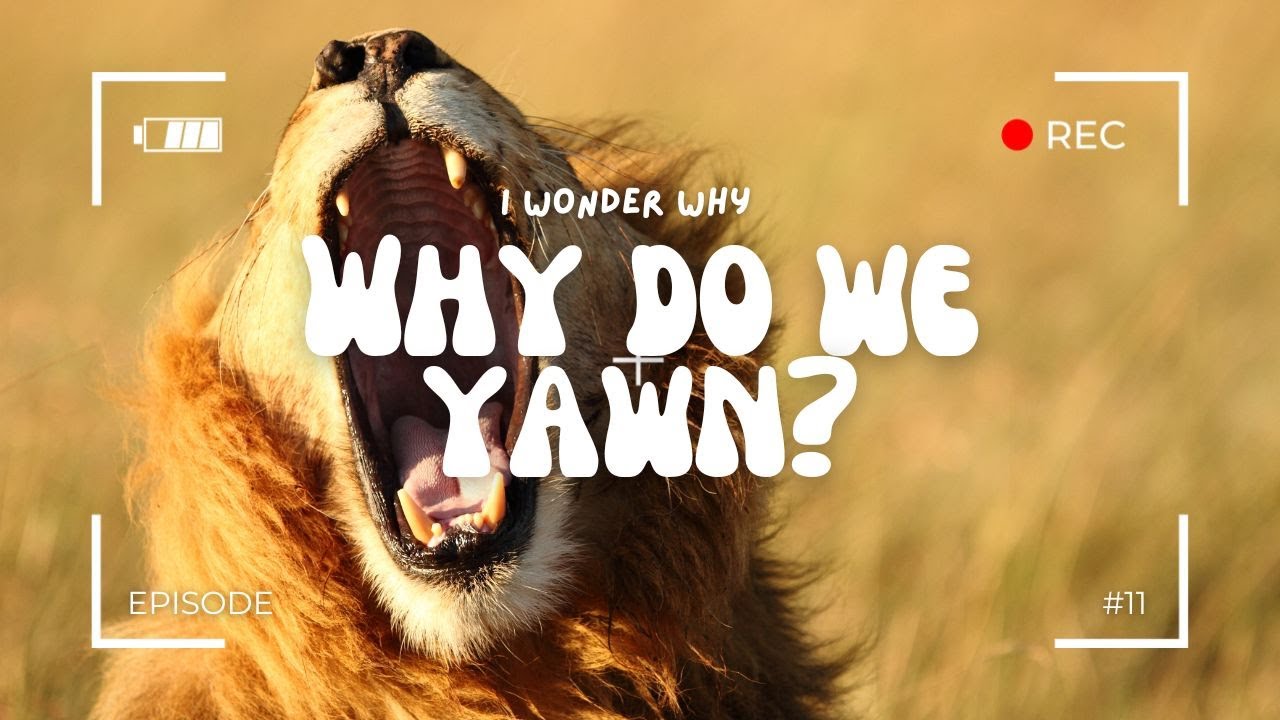 Why do we yawn? - I wonder why #11 - YouTube