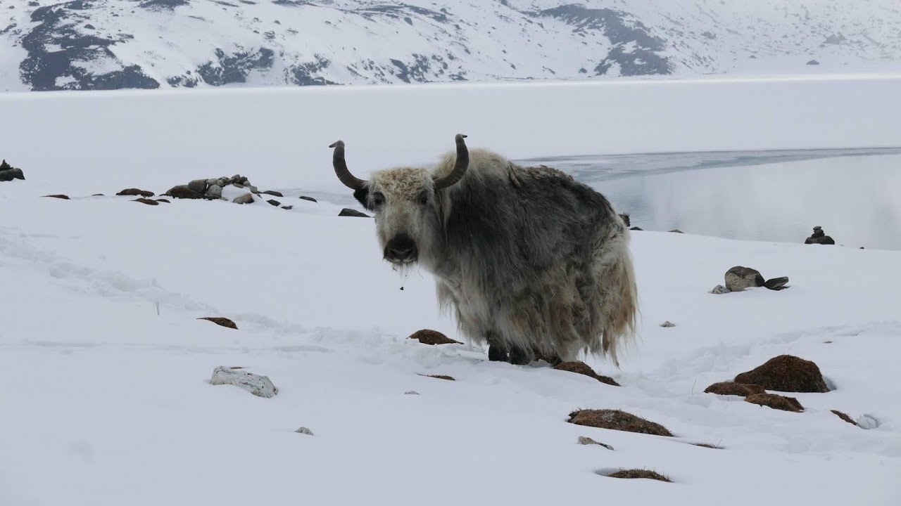 Yaks In Himalaya || Yak in the snow ️ # bhutan 🇧🇹 # - YouTube