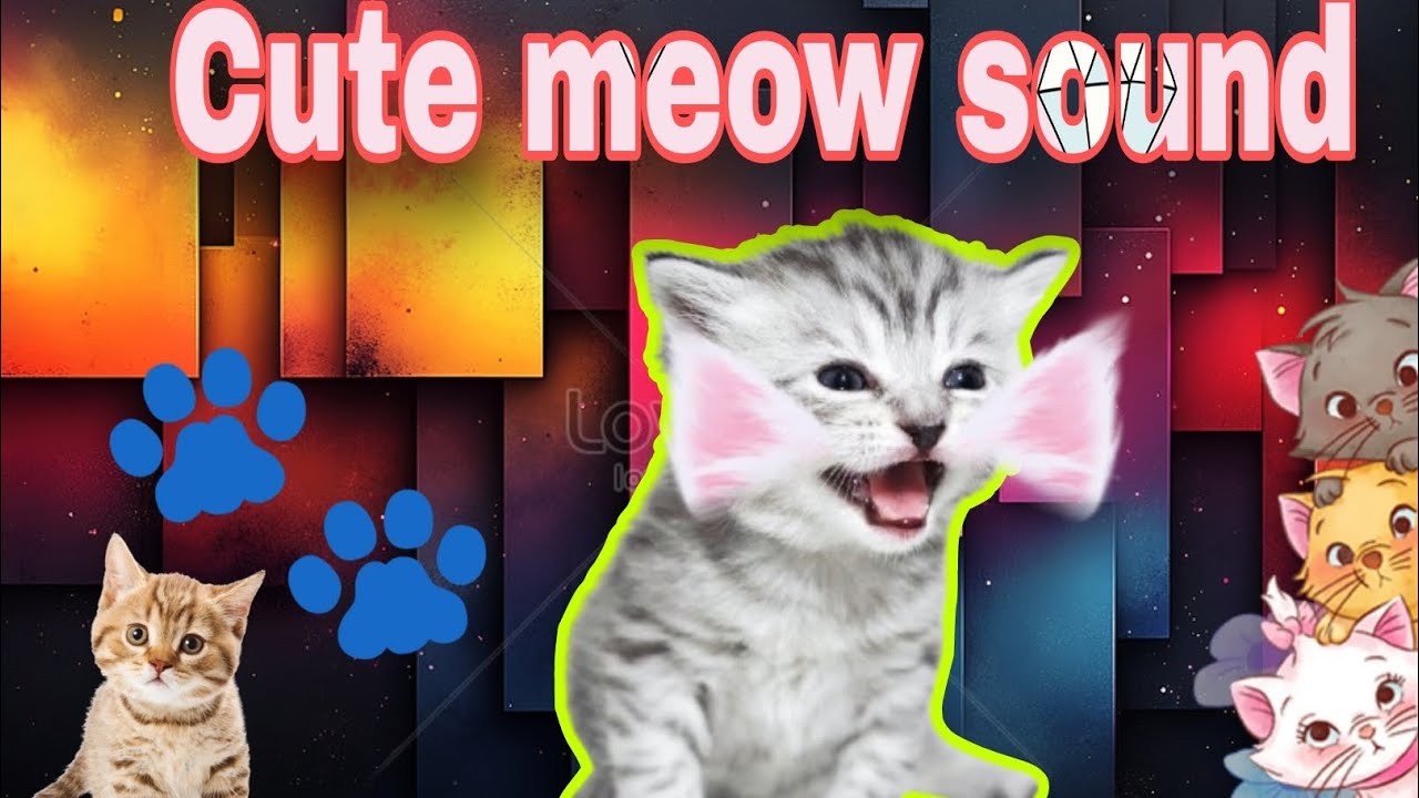 Cats cute meow sound... kitten cute meow 🥰 - YouTube