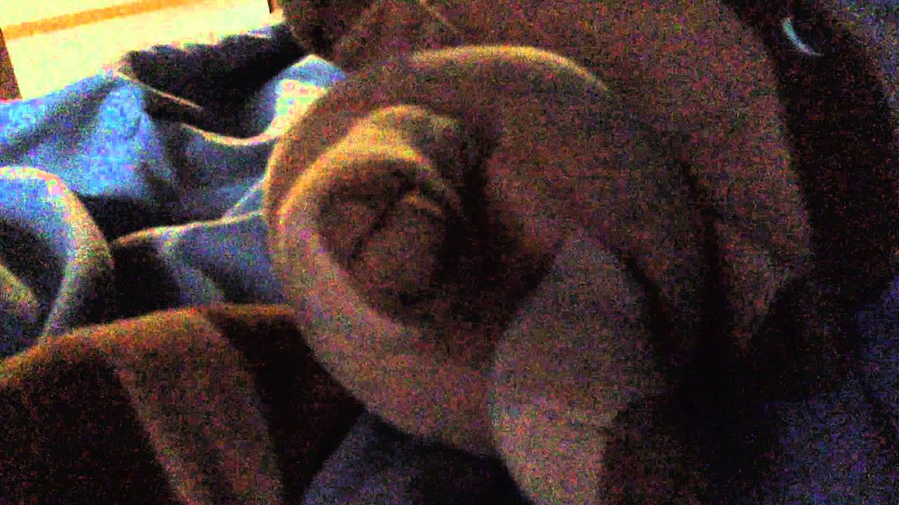 Raccoon fart video (made by my brother) - YouTube