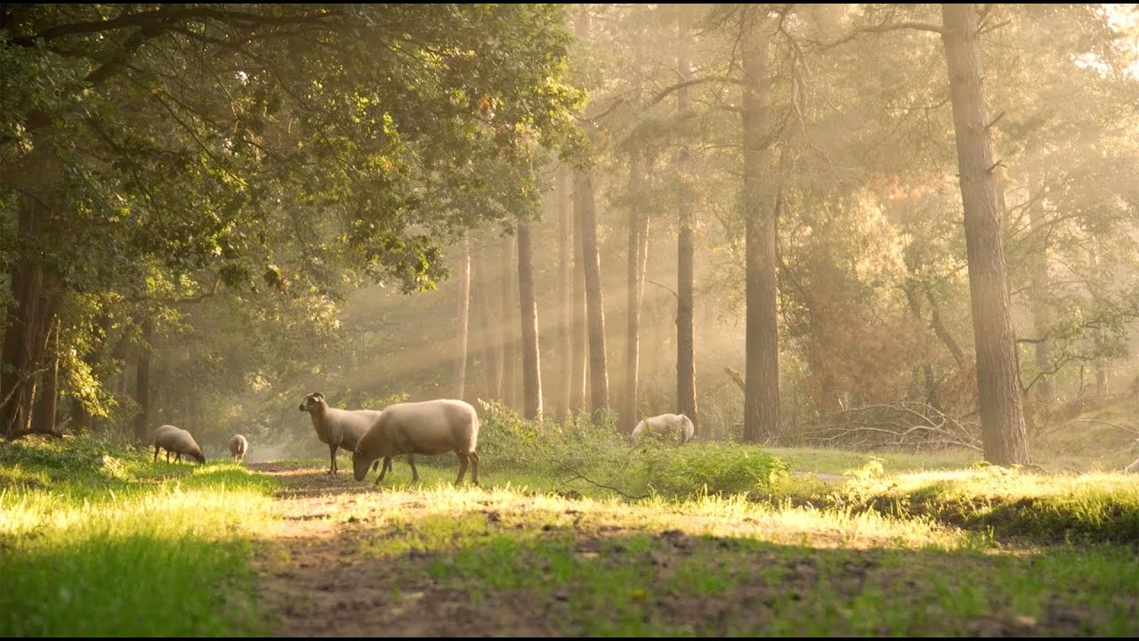 King of Kings a Film by Dimitri Joannides DFilms 2022 - YouTube