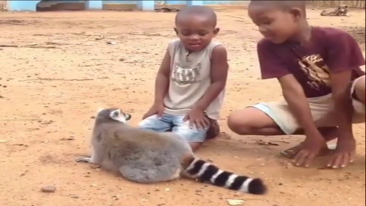 Madagascar Lemur Monkey Learns To Use Sign Language With Children in ...