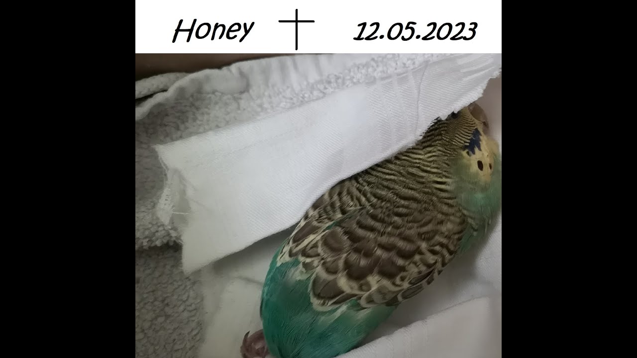 Goodbye Honey - YouTube