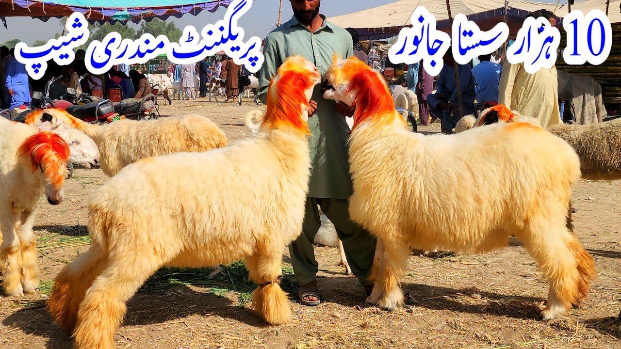 new goat farming Mundri Sheep Tuesday Bazar Malik Imran goat farm ...