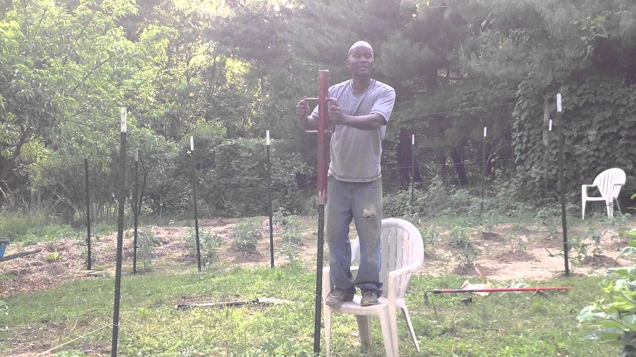 How To Stake Your Tomatoes With Metal T Posts. *BEST RESULTS!* - YouTube