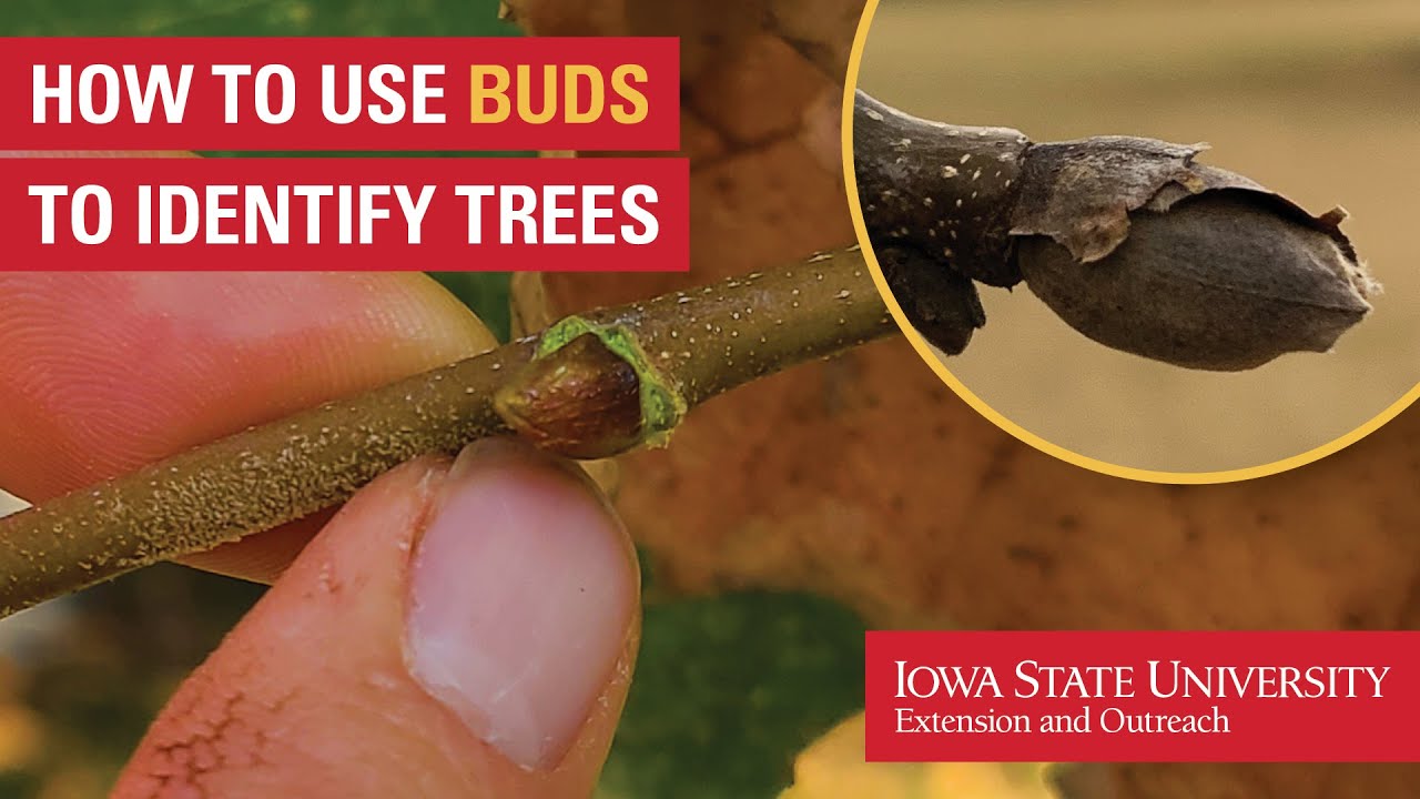 How to Use Buds to Identify Trees - YouTube