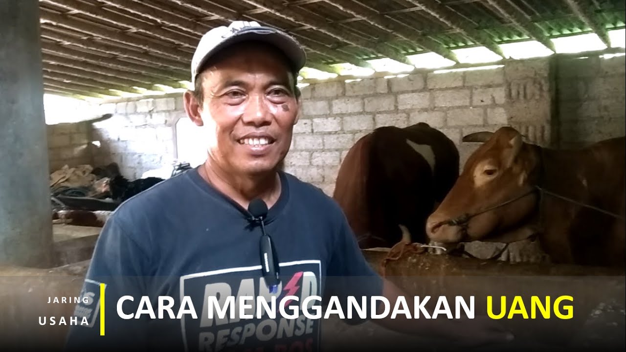 Cara Menggandakan Uang Dengan Ternak Sapi Sebagai Investasi Dan Bisnis ...