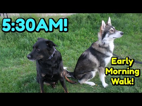 EARLY Morning Walk With My Dogs! (Beautiful Sunrise!) - YouTube
