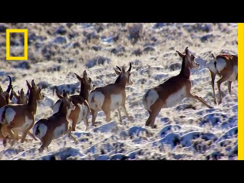 Animals Need Freedom to Migrate—Humans Can Help | National Geographic ...