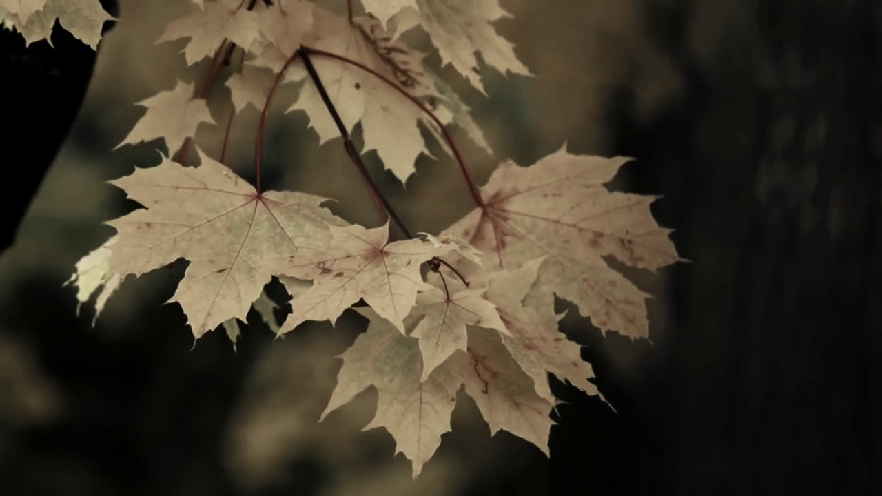 AHING AMAGI ATITHI ( cover video) - YouTube