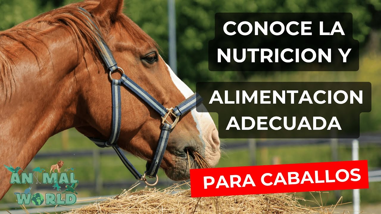 🐎CONOCE LA NUTRICION Y ALIMENTACION ADECUADA PARA CABALLOS - YouTube