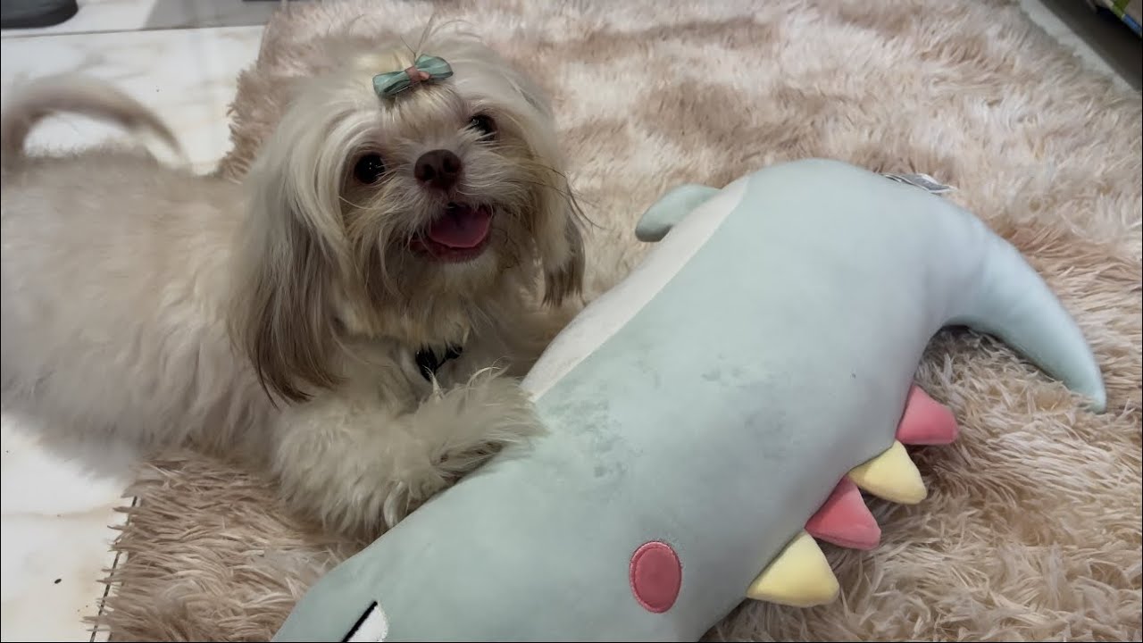 Full Vid | Cute shih tzu is excited with his gift #cute #dog #shihtzu # ...