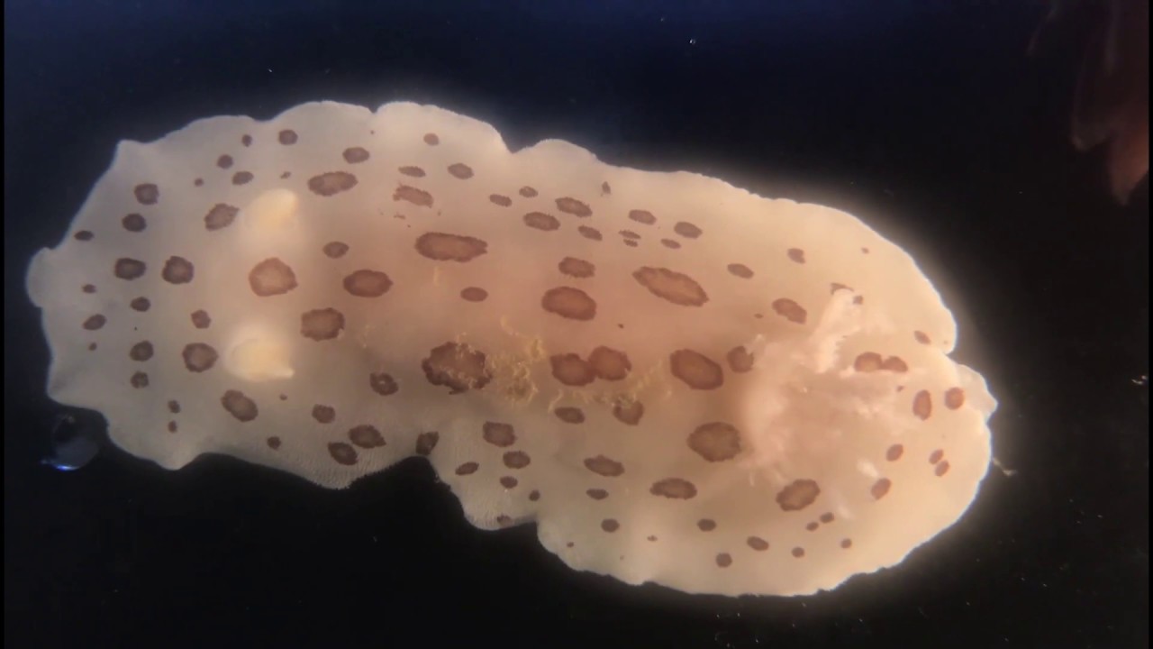 Marine Gastropods: Snails and Slugs of the Sea - YouTube