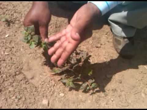 Dr Paul -Health Uses of the Dudhi Plant -unedited video - YouTube