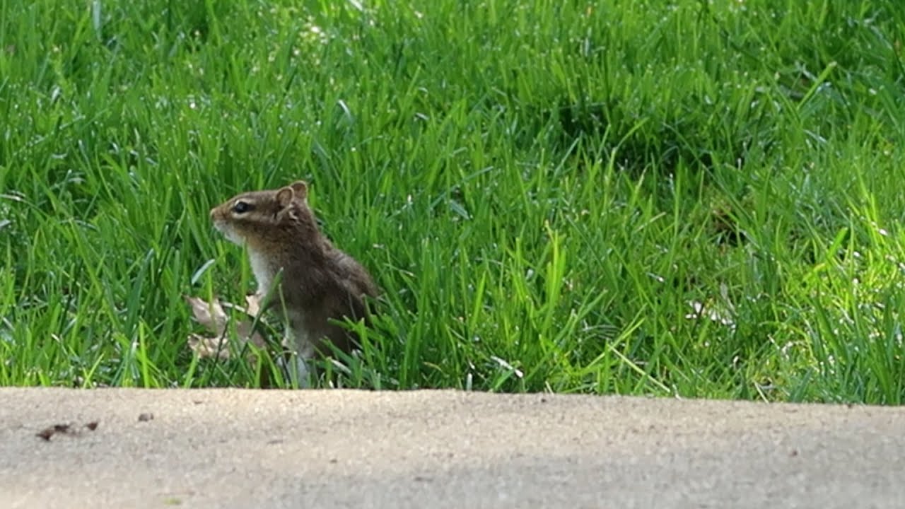 Fritter stands in the tall grass - YouTube