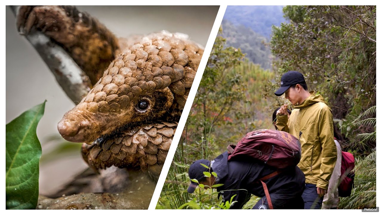 Wang Yibo and Wildaid's Pangolin Conservation Documentary Tops Youku ...