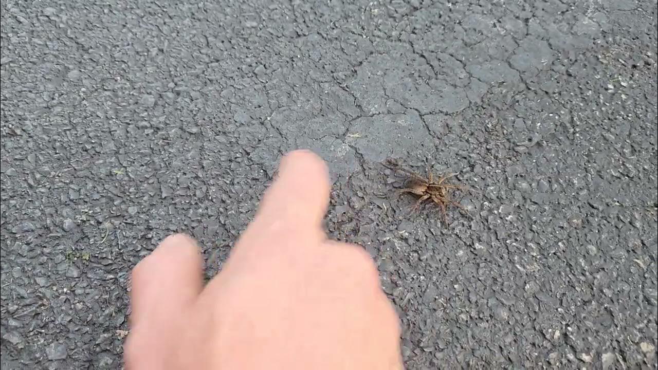 fearless spider on the driveway - YouTube