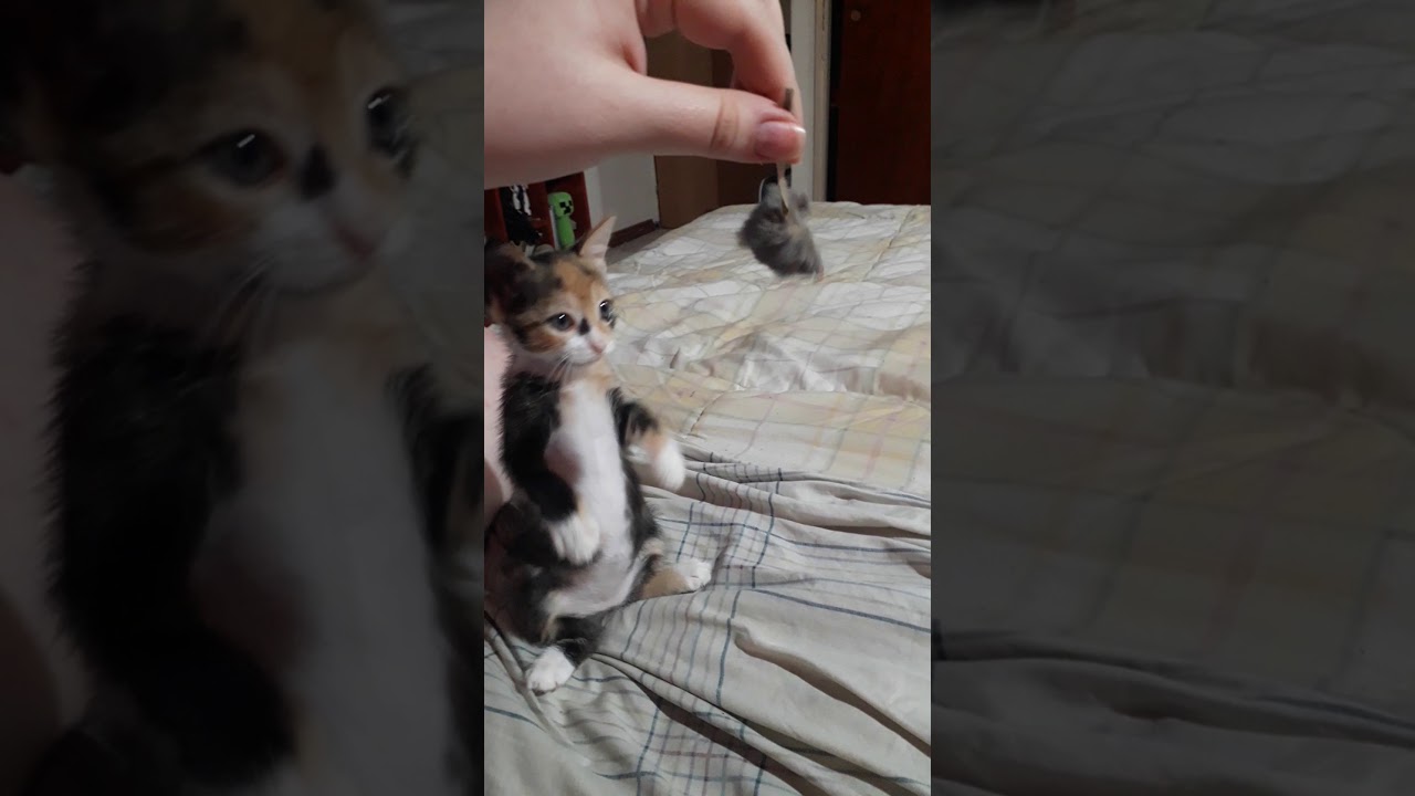 Cat playing with mouse toy - YouTube