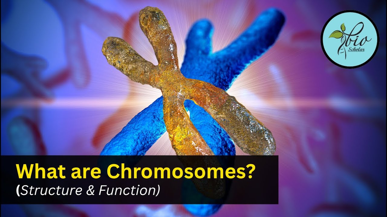 Chromosome structure and function in detail || Class 10 || Bio Scholar ...