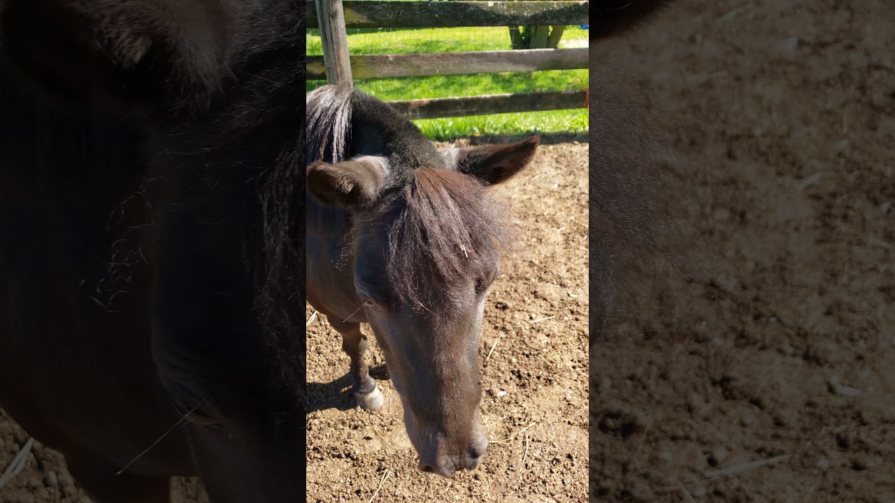 Fat ponies - YouTube