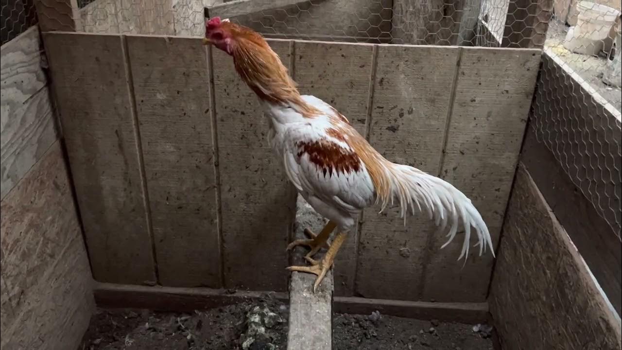 Qaib plaub1 plaub2 Yog li cas & Update qaib ej - YouTube