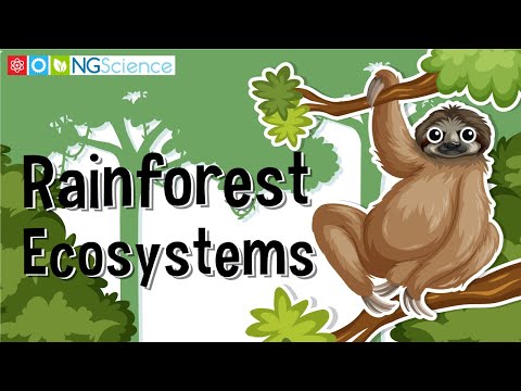 What Animals Eat Ferns In The Tropical Rainforest