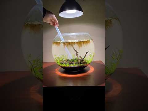 How to water change fish bowl #aquarium #plant #fishbowl #fishtank #aquarium #plants