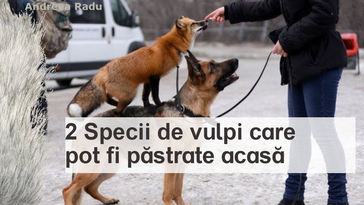 2 tipuri de vulpi care pot fi ținute acasă: ce să hrănească - YouTube