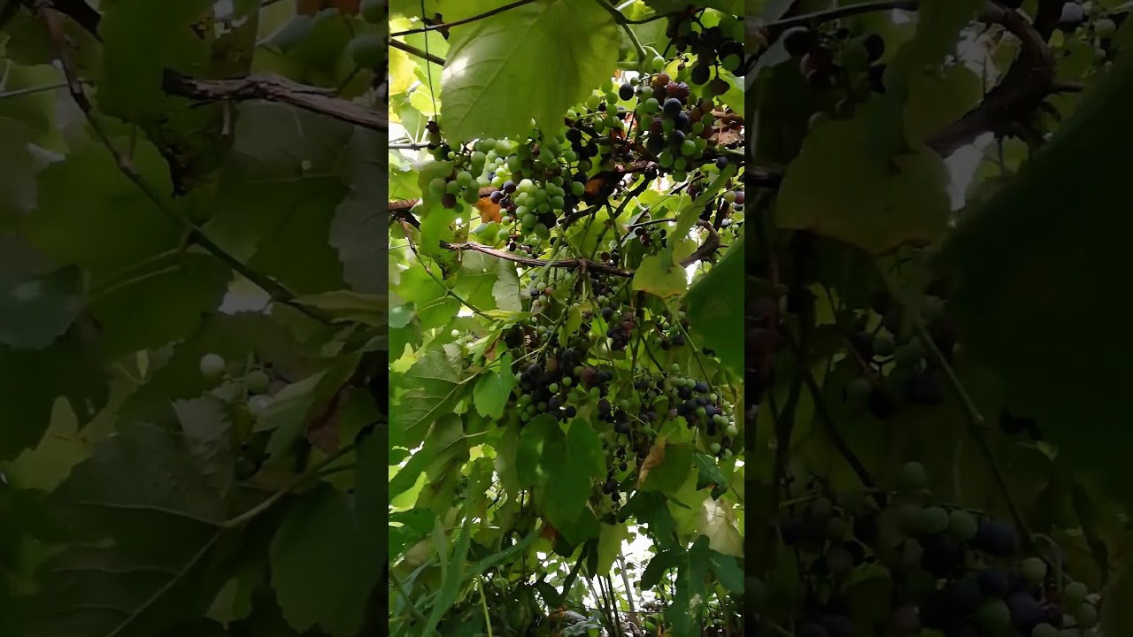 Strawberry Grapes/Uva Fragola/Italian Backyard - YouTube