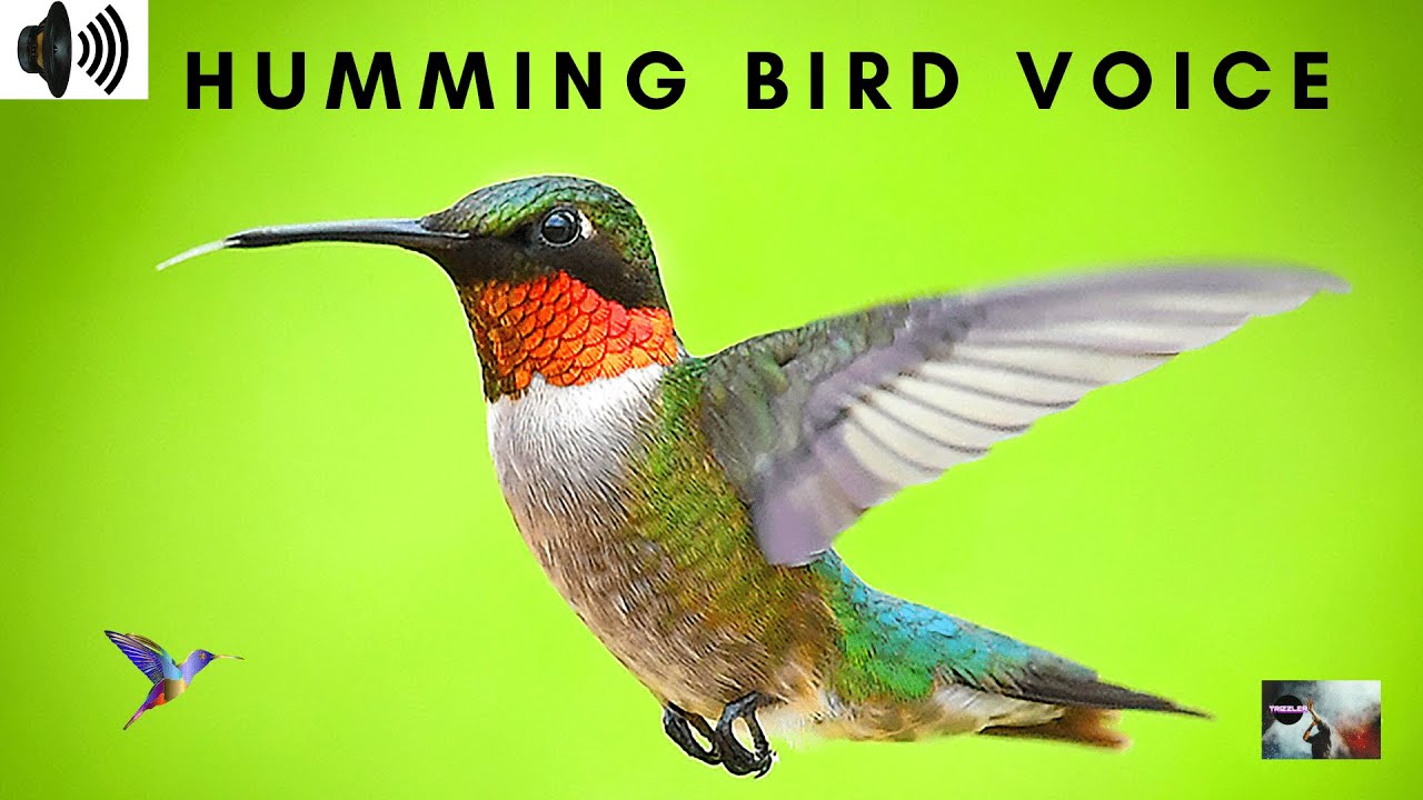 HUMMINGBIRD VOICE | CHIRPS AND WINGS | FLAPPING | SQUEALS | FLYING ...