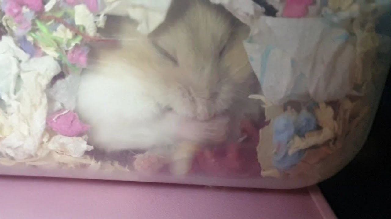 My Hamster Campbell Just Had Born Tiny Baby - Hamster's Island - YouTube