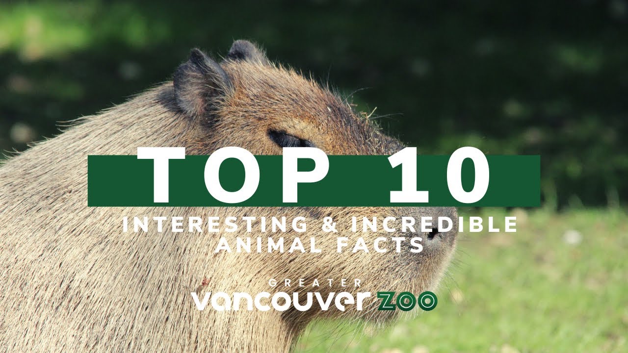 Capybara Facts! Top 10 Interesting & Incredible Facts About Capybara ...