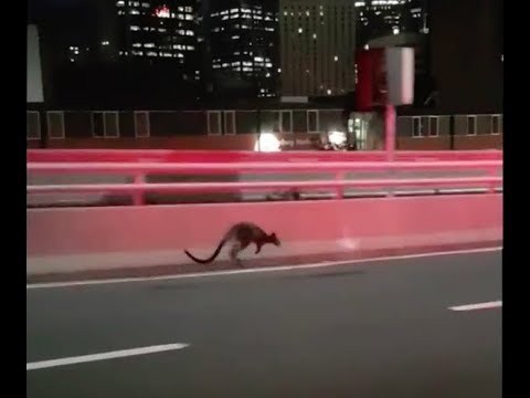 Wallaby on the run from police in Australia - YouTube