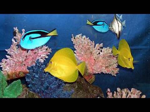 SeaWorld's Aquariums (in HD) - YouTube
