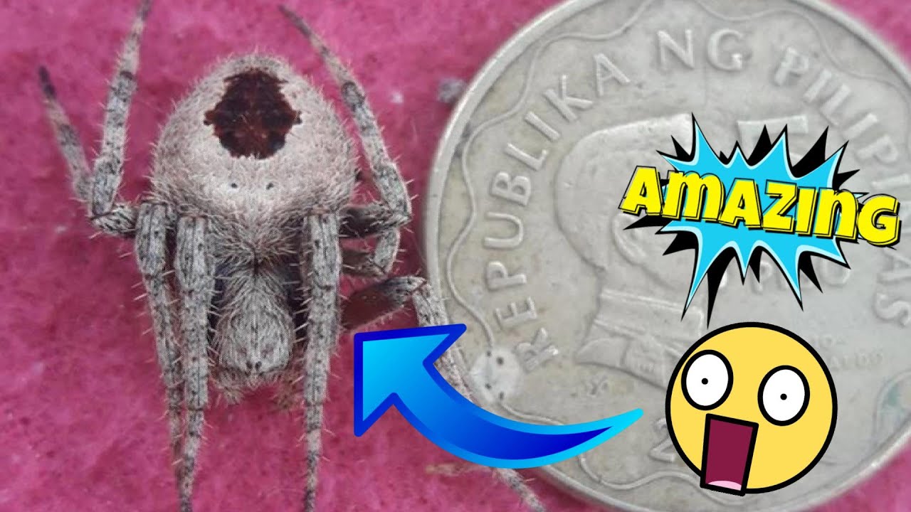 GAGAMBA HUNTING**part3**(SPIDER HUNT)GAGAMBANG HITO!!! - YouTube