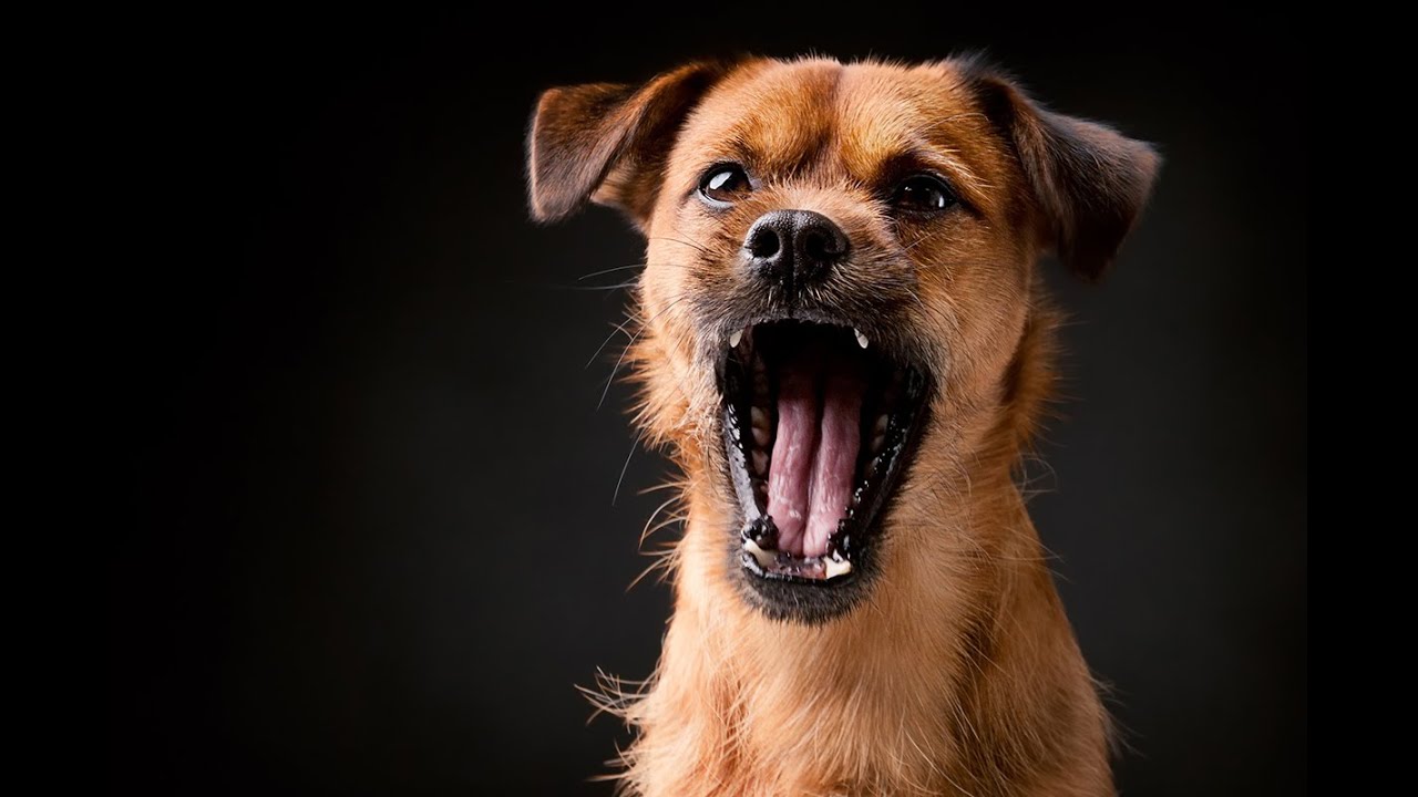 Barking Problem? Here's Your 3-Step Solution - YouTube